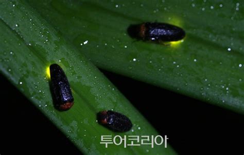 [무주반딧불축제] 알쓸신잡 반딧불이 상식