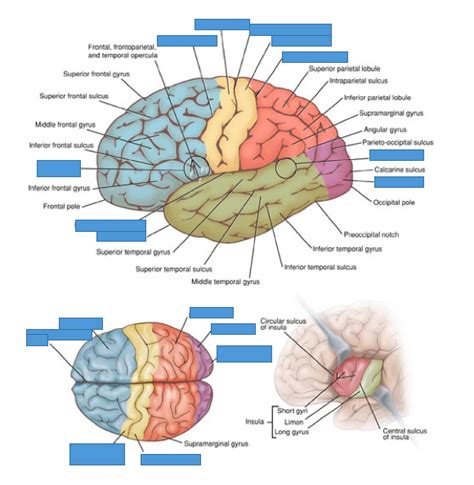 Brain Part 1 Diagram Quizlet