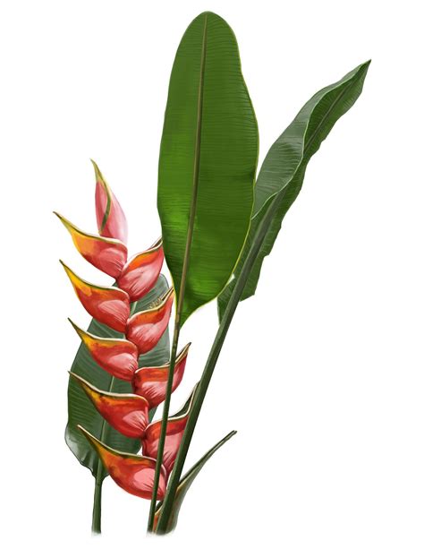 I Did This Illustrations For Some Botanical Library Book But At The