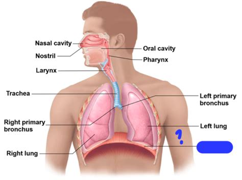 Bio 313 Lab Respiratory System Practical 2 Flashcards Quizlet