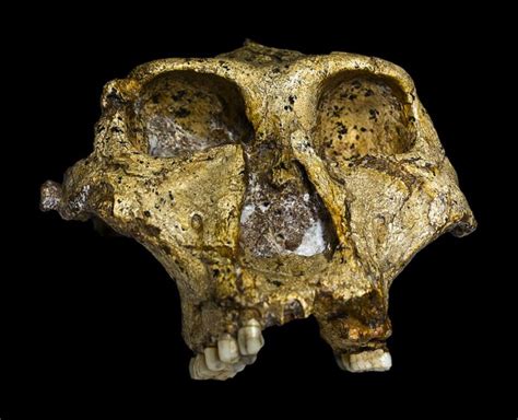 Scientists Determine Sex Of 2 Million Year Old Hominin For The First