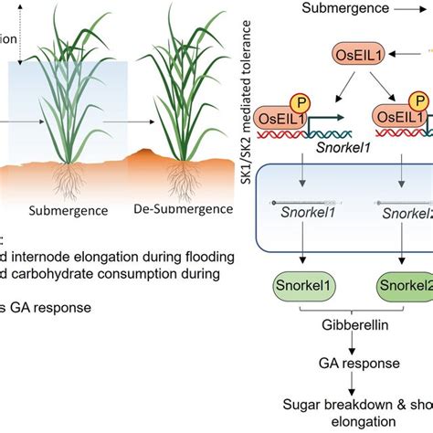 Sub1a Mediated Regulation Of Submergence In Rice It Modulates The