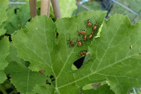 Squash Bugs How To Identify Treat And Prevent An Infestation