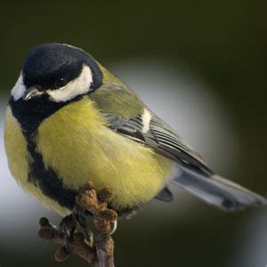 Birds Animals Great Tit Great Tit Bird Photo Diary Of Dennis