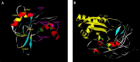 Tertiary Structure Of Primary And Final Constructs A Primary Download Scientific Diagram