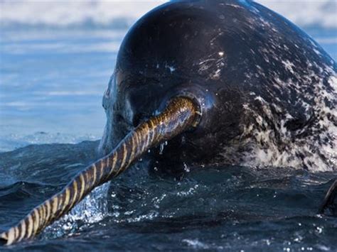 Narwhal With Horns