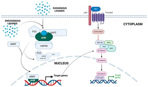 The Aryl Hydrocarbon Receptor Ahr Pathway When Inactive The Ahr Is Download Scientific