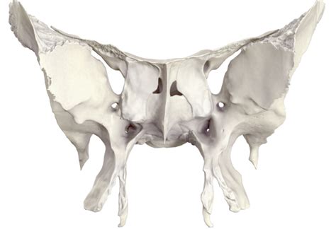 Sphenoid Bone Diagram Quizlet