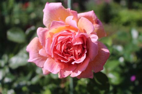 バラの季節がやって来ました 薔薇とキルトと猫たちと