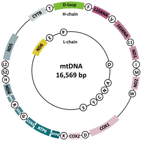 Molecular Structure Of Mtdna Mitochondrial Dna Mtdna Is A Circular