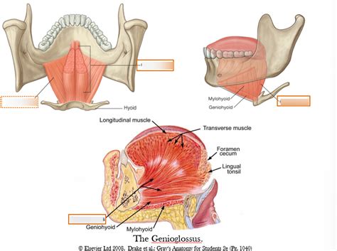The Genioglossus Diagram Quizlet