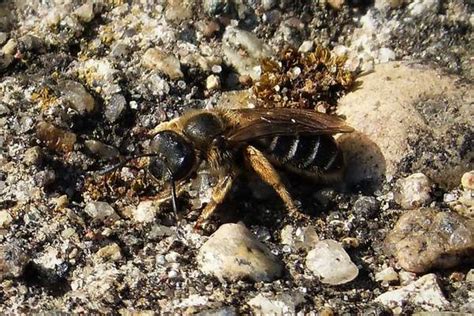 22 Types Of Ground Burrowing Bees Pictures Wildlife Informer