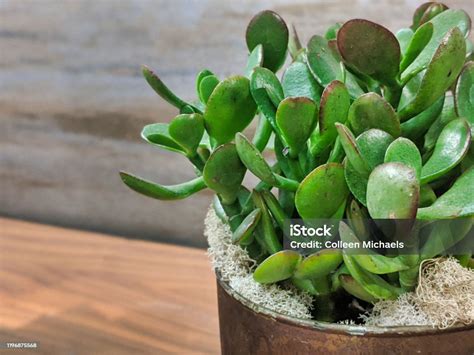 나무 테이블에 화분에 담긴 즙이 많은 식물에 선택적 초점 가정 생활에 대한 스톡 사진 및 기타 이미지 가정 생활 개화기