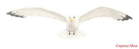 Рисуем чайку Маленький художник Страна Мам