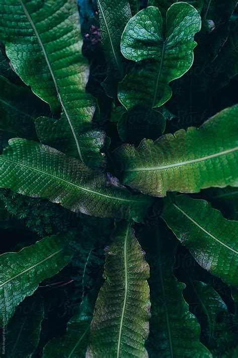 Lush Tropical Plants Growing In Greenhouse Conservatory By Stocksy