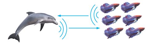 dolphin echolocation algorithm dea a novel method motivated from the