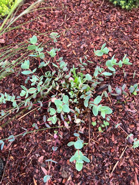 Почвопокровные которые декоративны весь сезон Гортензии хвойные 🌷любимый сад Дзен