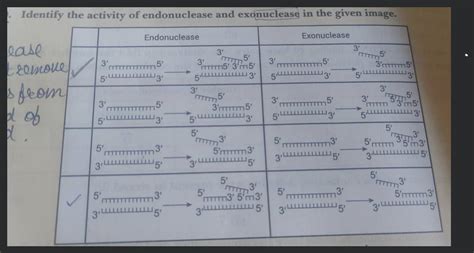 Identify The Activity Of Endonuclease And Exonuclease In The Given Image