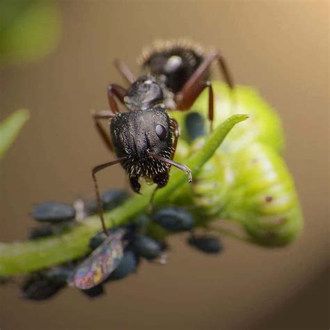 Download Argentine Ant Closeup Wallpaper Wallpapers Com