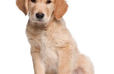 ゴールデンレトリーバーの性格を知ろう！飼育・食事・おやつ・寿命・病気など詳しく解説！