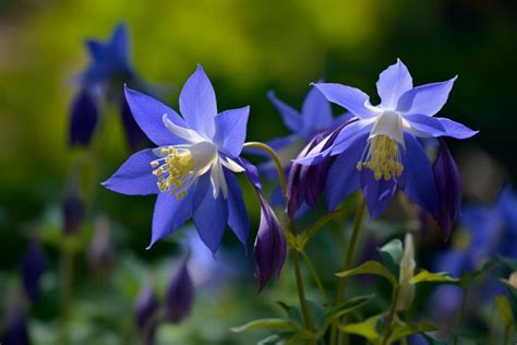 Blue Columbine Flower Meaning Symbolism And Spiritual Significance
