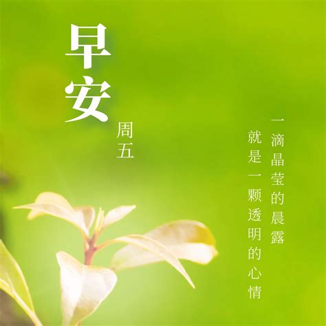 早上好祝福语图片，正月廿五问候心情鲜花