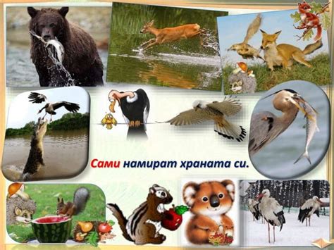 13 Диви и домашни животни РК Просвета В П Pptx