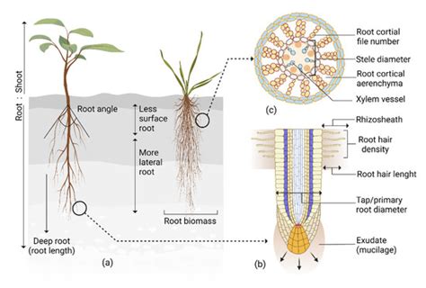 Plant Roots Diagram