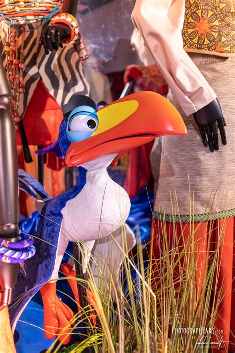 Zazu De La Saison Roi Lion — Matadance Photographears