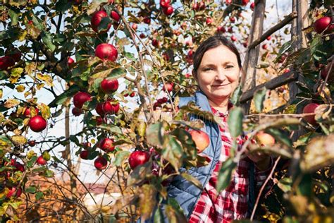 Woman Picking Ripe Apples On Farm Farmer Grabbing Apples From Tree In