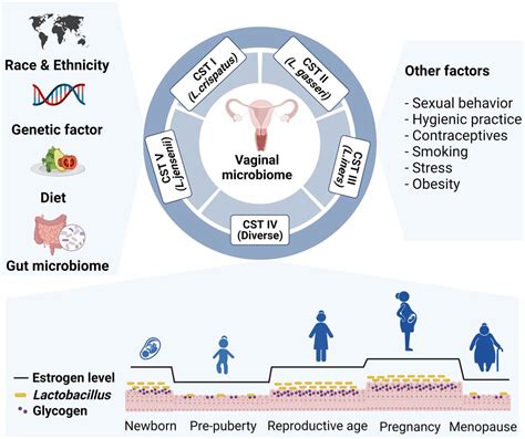 Vagina Lactobacillus Science Microbiome Probiotics Ana Nunes