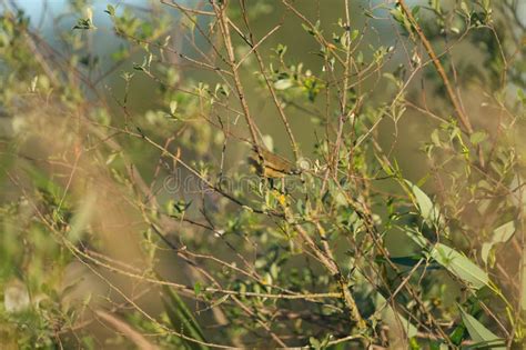 Orange Crowned Warbler Feeding On Tree Top Stock Image Image Of Warblers Bill 346721773