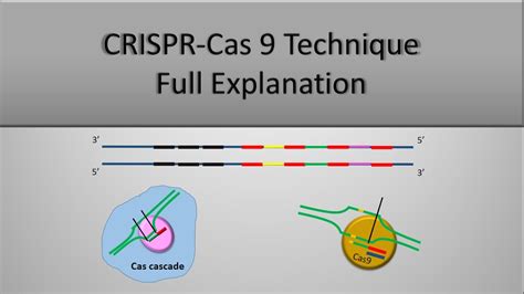 Crispr Cas9 Gene Editing Technique The Full Principle Part 2 Youtube