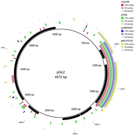 Plasmid Map Of Pgl2 And Dna Sequence Similarity With Other Lactic