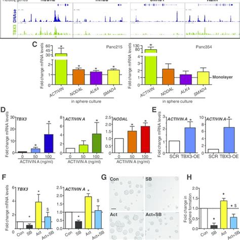 Tbx3 Induces A Cancer Stem Cell Phenotype In Primary Pancreatic Cancer