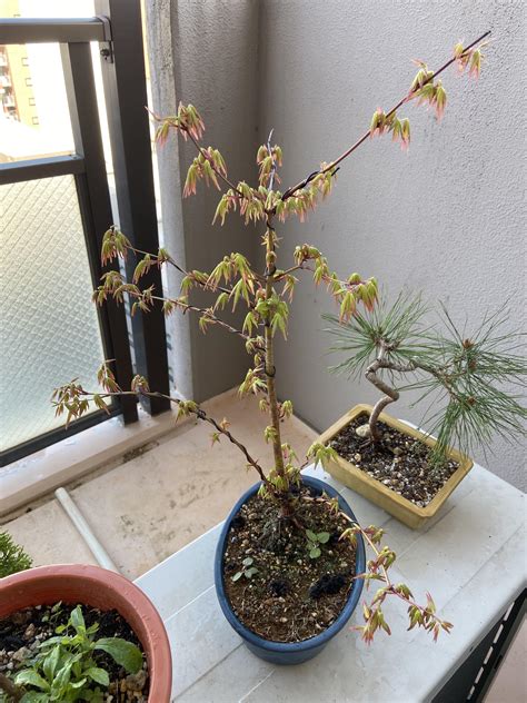 Need To Do Some Pruning Maybe Have Never Done Any On This Tree Maple