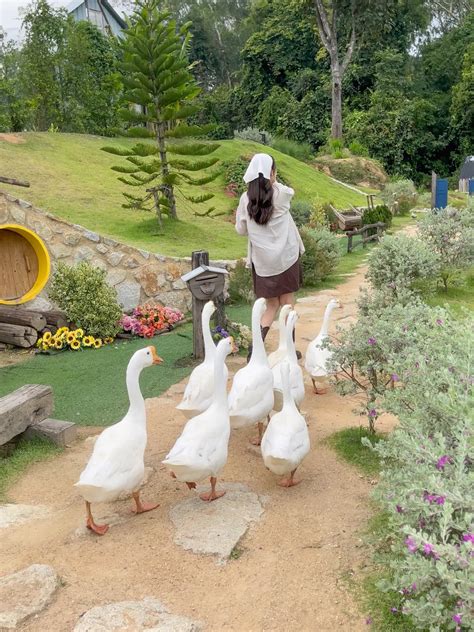 ☁️🪴คาเฟ่ฮอบบิทกับน้องห่านสุดคิ้วท์ 💕🍃 คาเฟ่ชลบุรี แกลเลอรีที่โพสต์โดย Naynae🧸 Lemon8