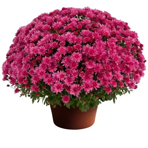 Pamela™ Pink Syngenta Flowers