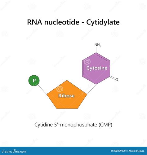Rna Nucleotide Ribonucleotide Cytidylate Stock Vector Illustration Of Acid Consists