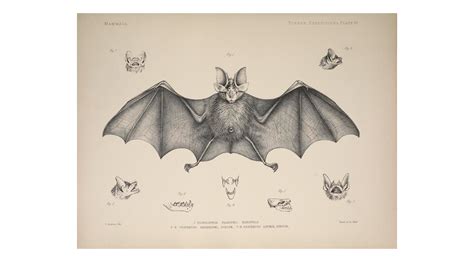 Bat Anatomy