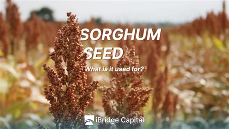 Forage Sorghum Seed For Grain Sowing