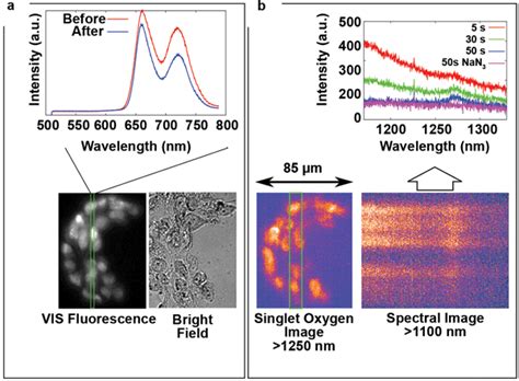 A Bright Field Image Vis Fluorescence Image And Vis Fluorescence