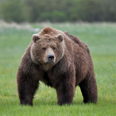 5 Massive Bears That Outsize The Mighty Grizzly Exploring Animals