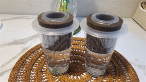 완두콩 키우기 키트 강낭콩 수경재배로 키우는 방법 씨앗발아 네이버 블로그 완두콩 키우기 키트 강낭콩 수경재배로 키우는 방법 씨앗발아 네이버 블로그