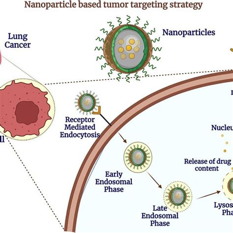 Lung Cancer Types And Ration Of Sclc And Nsclc Download Scientific Diagram
