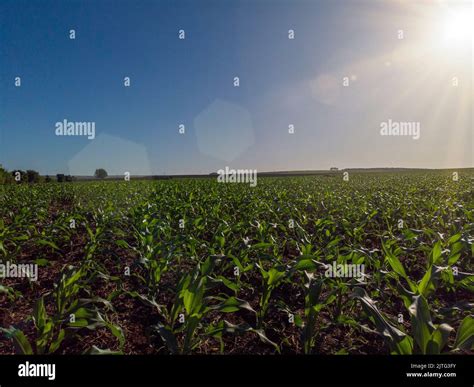 Corn Field Aerial Over The Rows Of Corn Stalks Excellent Growth Ripening Of The Corn Field