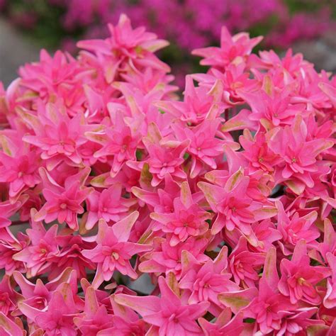 Hydrangea Macrophylla Princess Diana Spring Park Nursery