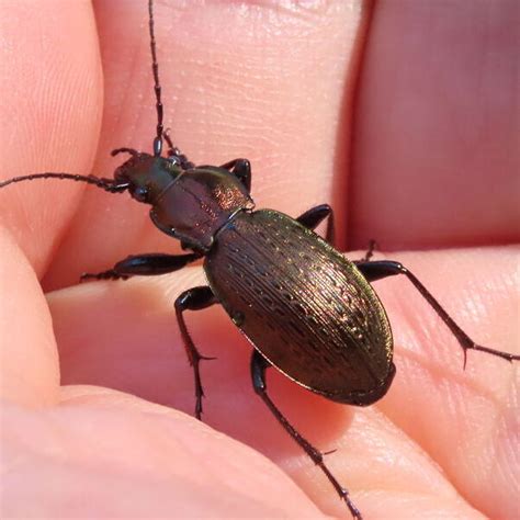 강원우리딱정벌레