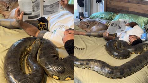Lelaki Tidur Bersama Ular Sawa Gergasi Kosmo Digital