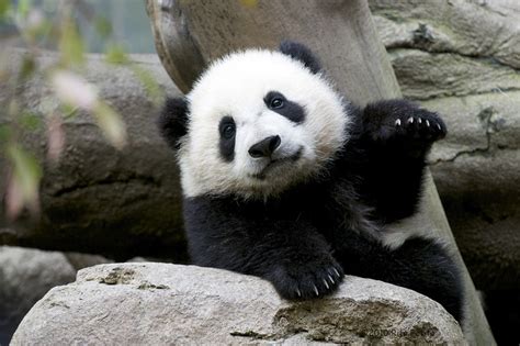 Waving Panda Panda Love